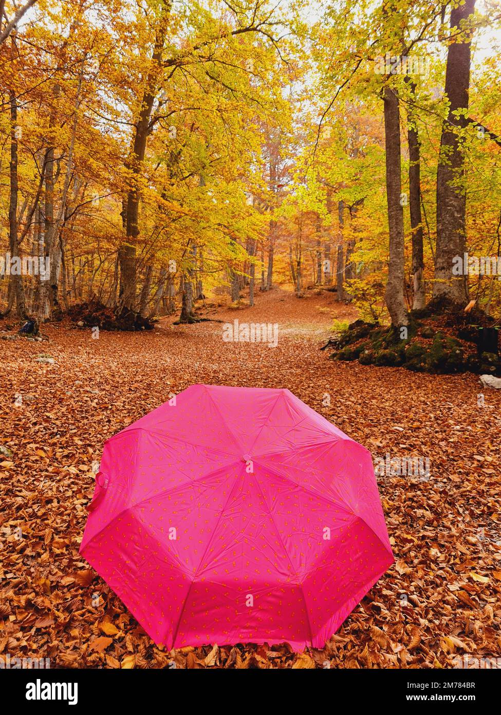 A fuchsia-colored open umbrella on the autumn colors of the forest ...