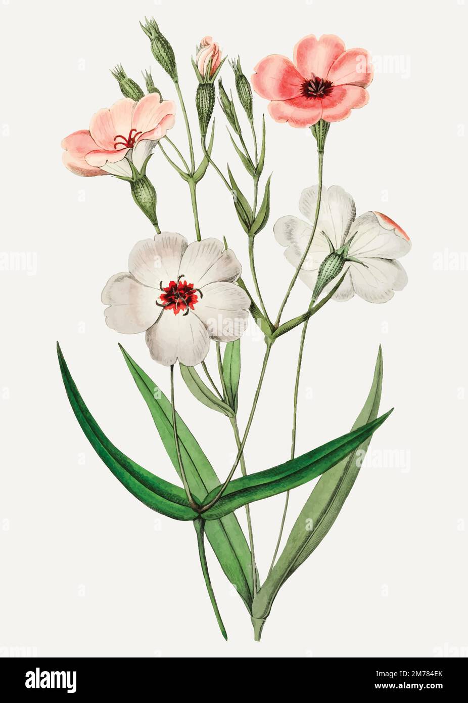 Vintage dark-eyed viscaria flower branch for decoration Stock Vector ...
