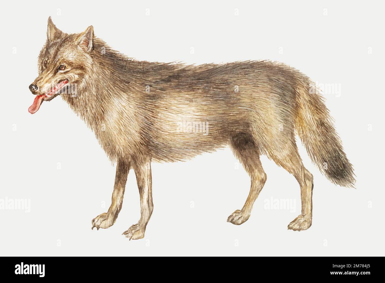 Vintage wolf illustration in vector Stock Vector Image & Art - Alamy