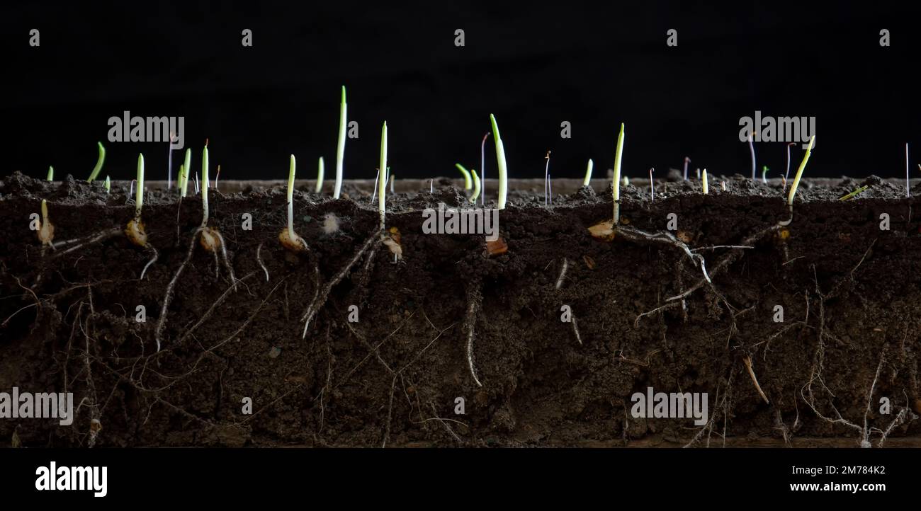 Corn sprouts with roots in the soil. Black background Stock Photo - Alamy
