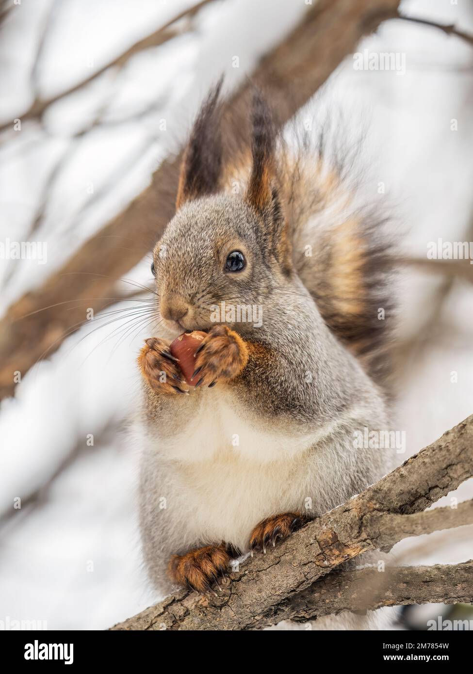 The squirrel with nut sits on tree in the winter or late autumn ...