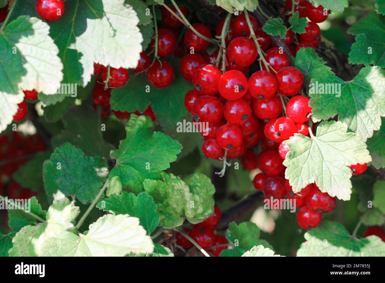 Red currant bush in the garden. Harvesting the summer harvest. Berries ...