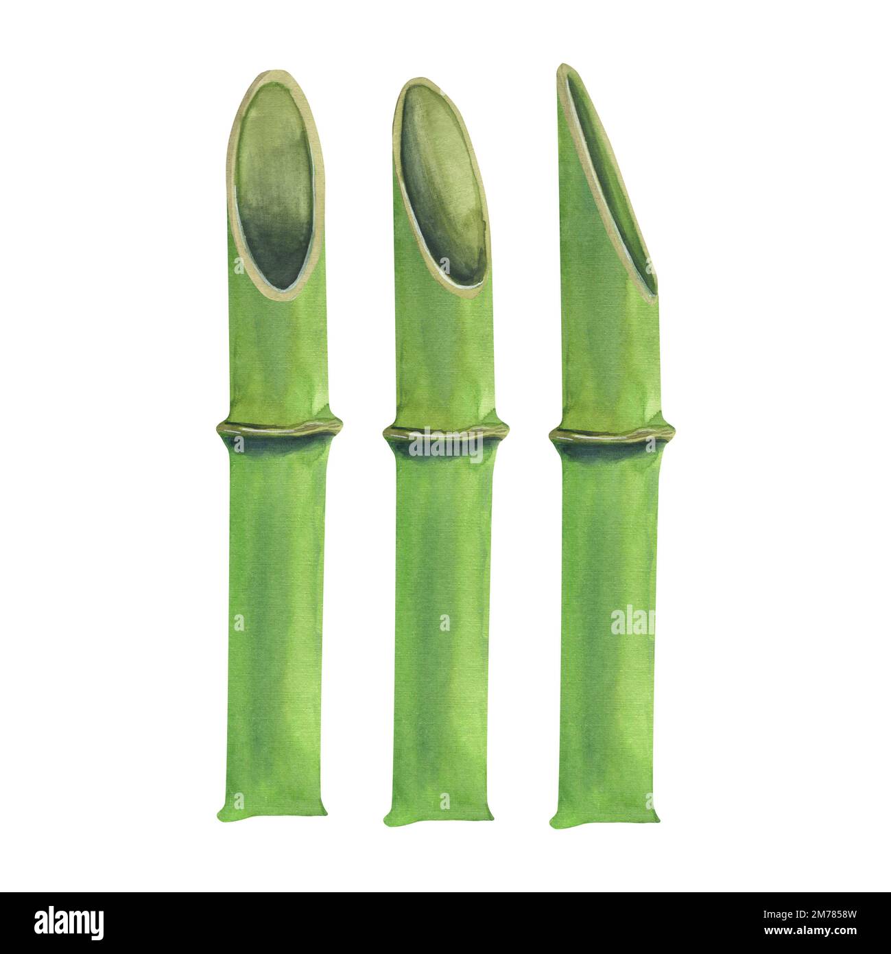 Green bamboo tube stems, cut at an angle, in different angles ...