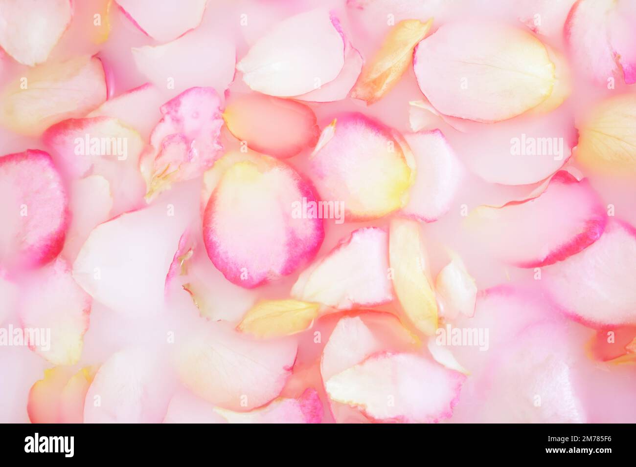 Pink rose petals in healing rose water with milk. Milk water with rose ...