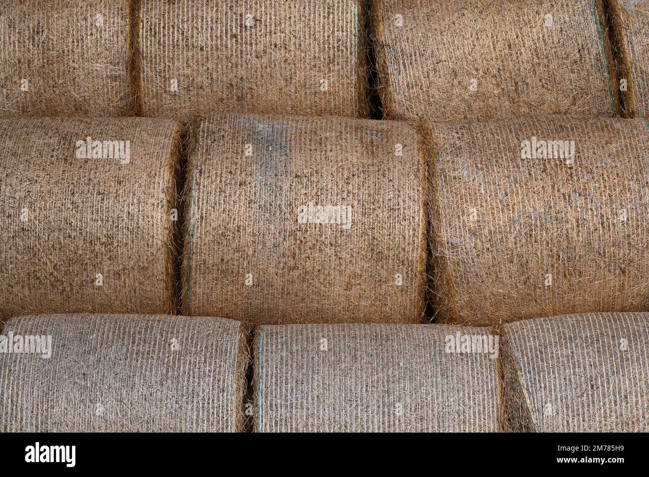Stacked round hay bales organized neatly for storage in farm barn Stock ...