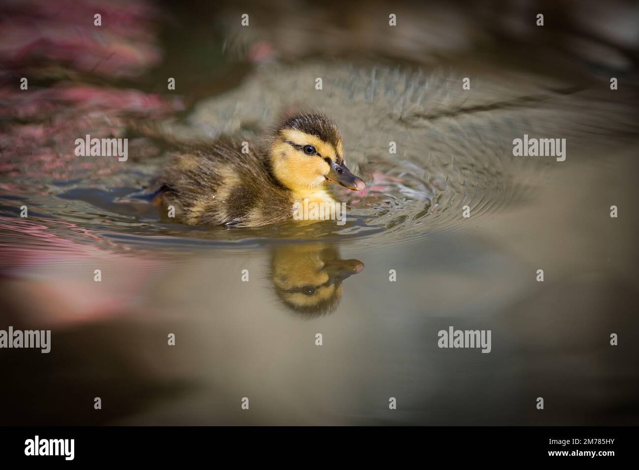 A closeup shot of a baby duck swimming in the pond Stock Photo - Alamy