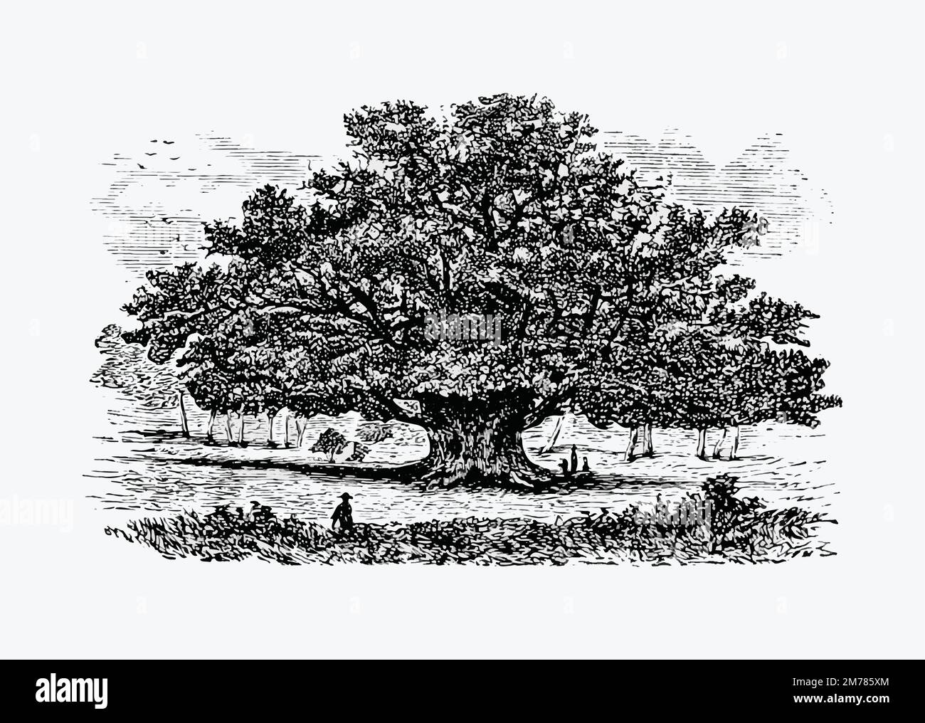 Vintage Victorian style tree engraving vector Stock Vector Image & Art ...