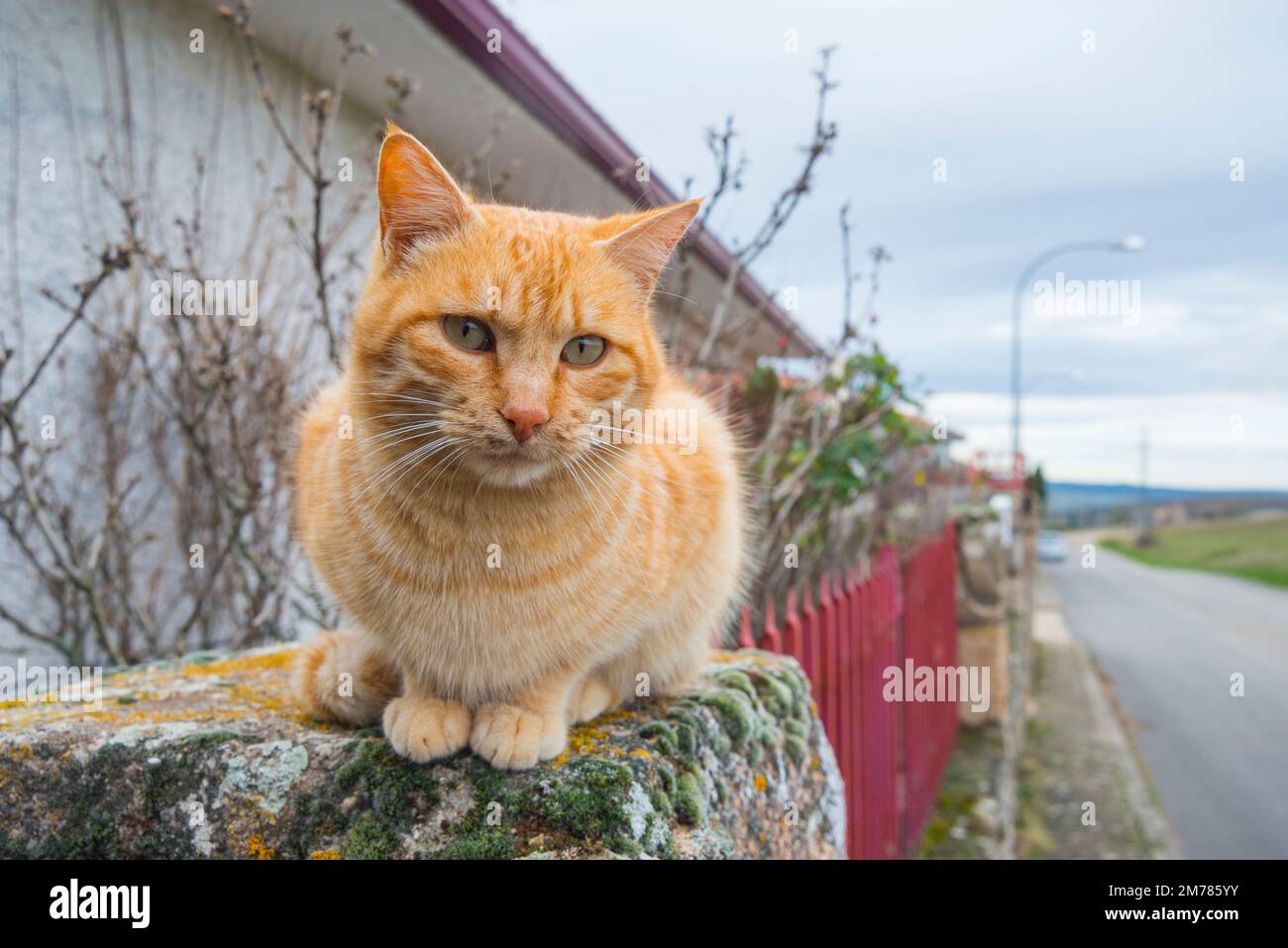 Gato tabby mirando hi-res stock photography and images - Alamy