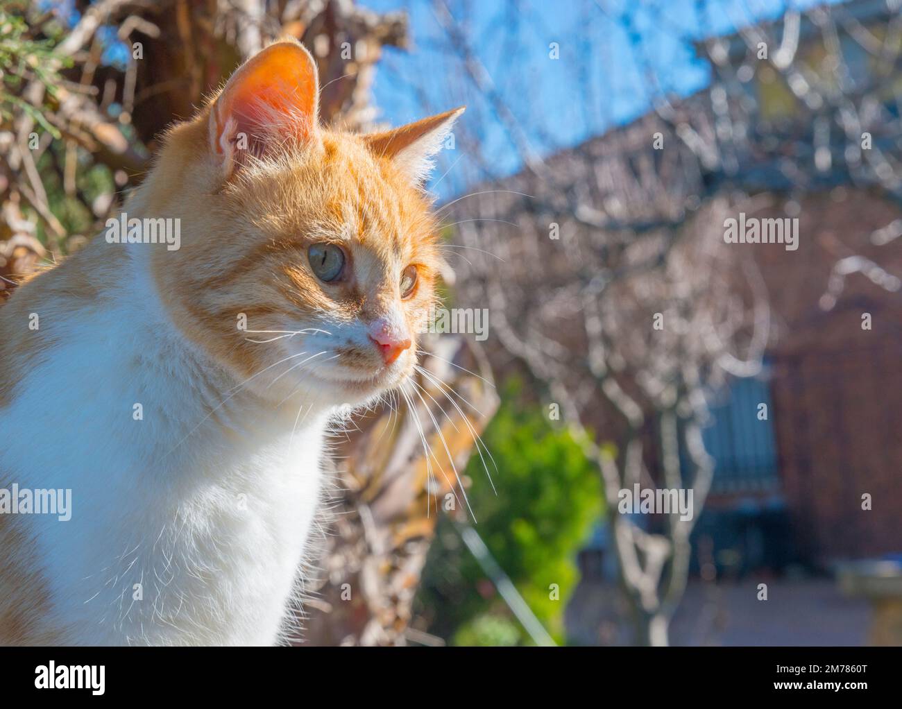 Tabby and white cat. Close view Stock Photo - Alamy