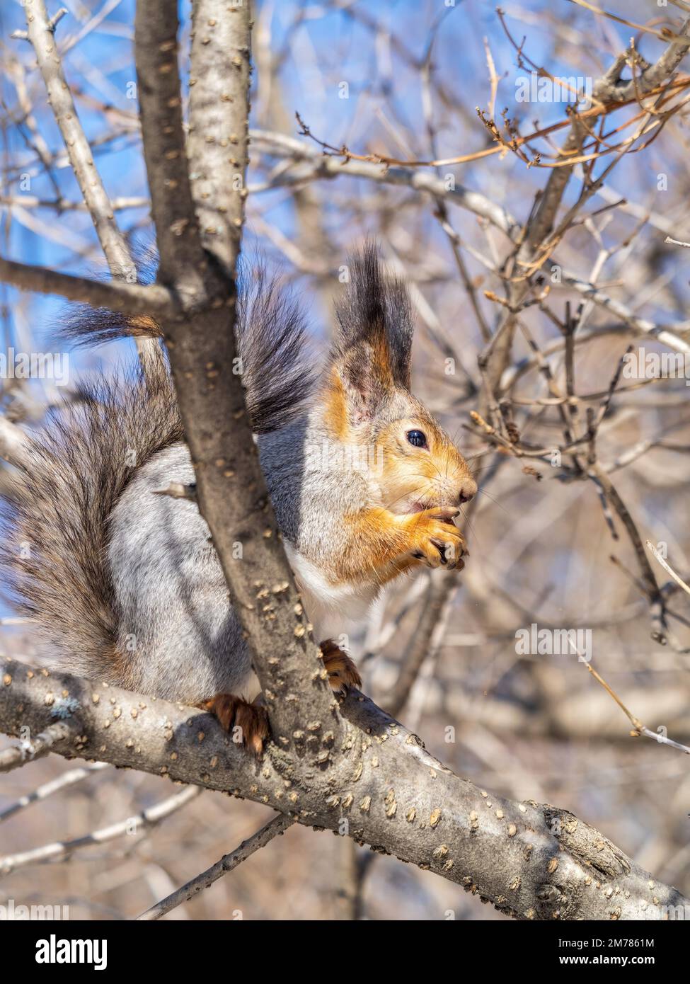 The squirrel with nut sits on tree in the winter or late autumn ...