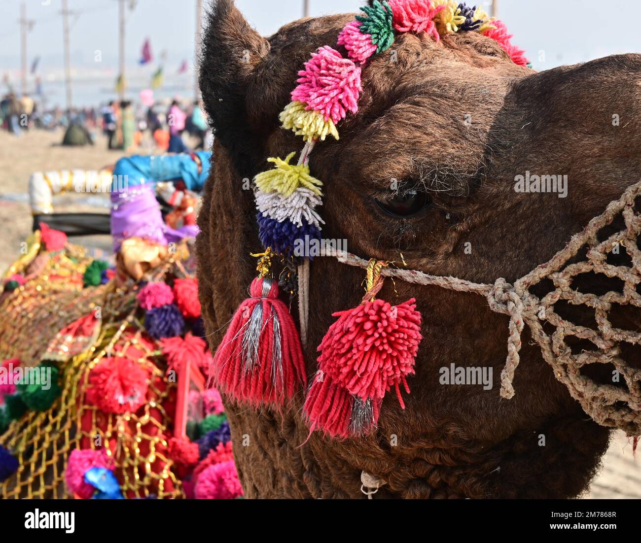 Average life expectancy of a camel is 40 to 50 hi-res stock photography ...