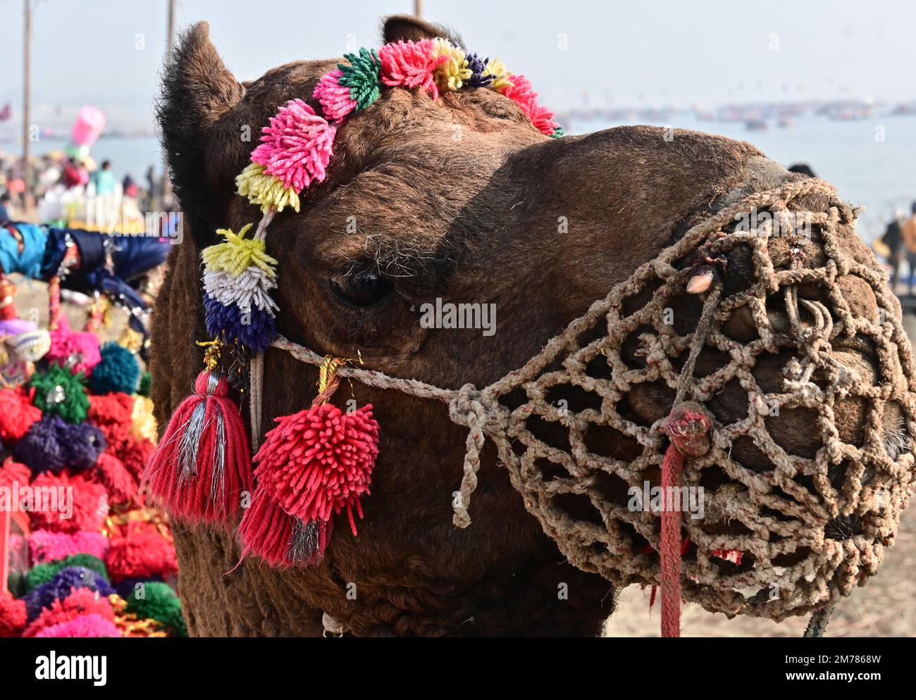 Average life expectancy of a camel is 40 to 50 hi-res stock photography ...