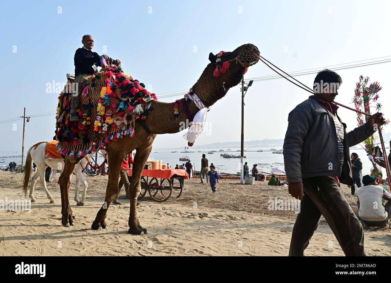 INDIA, PRAYAGRAJ, 8th JANUARY : Devotees ride on top of camel at the ...