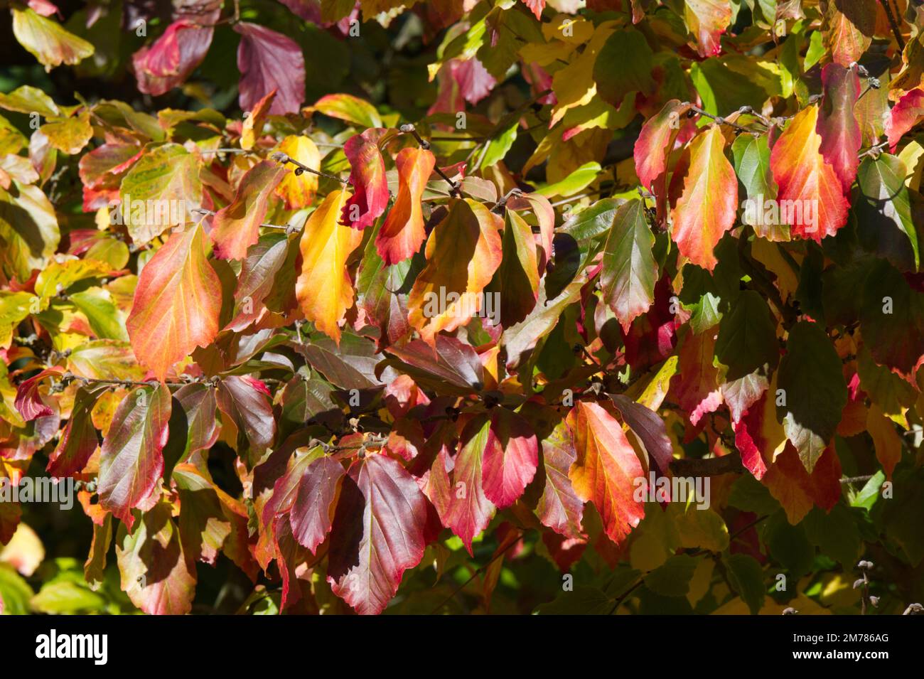 Autumn foliage of Parrotia persica / Persian Ironwood / parrot tree in ...