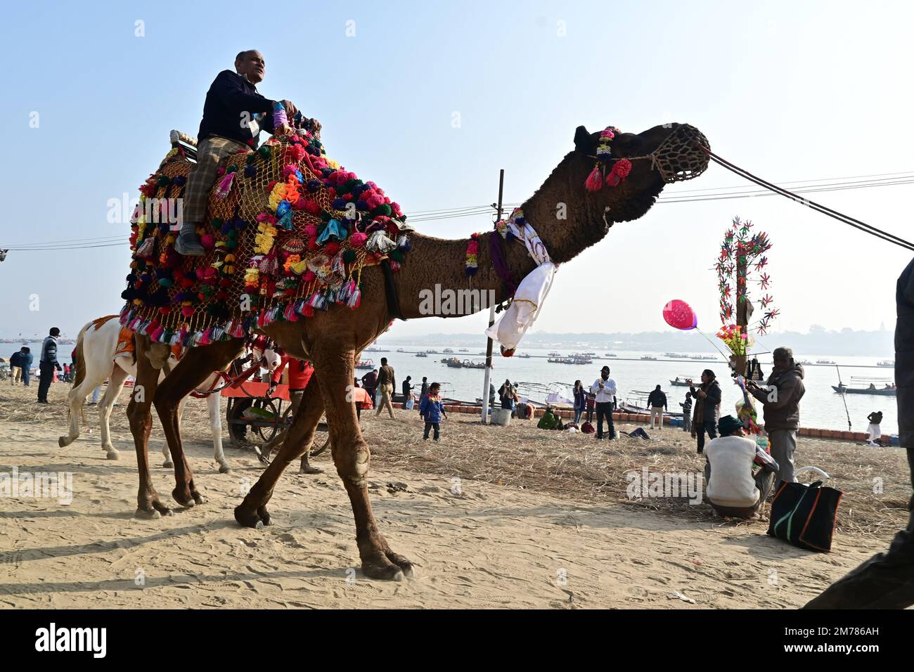 INDIA, PRAYAGRAJ, 8th JANUARY : Devotees ride on top of camel at the ...