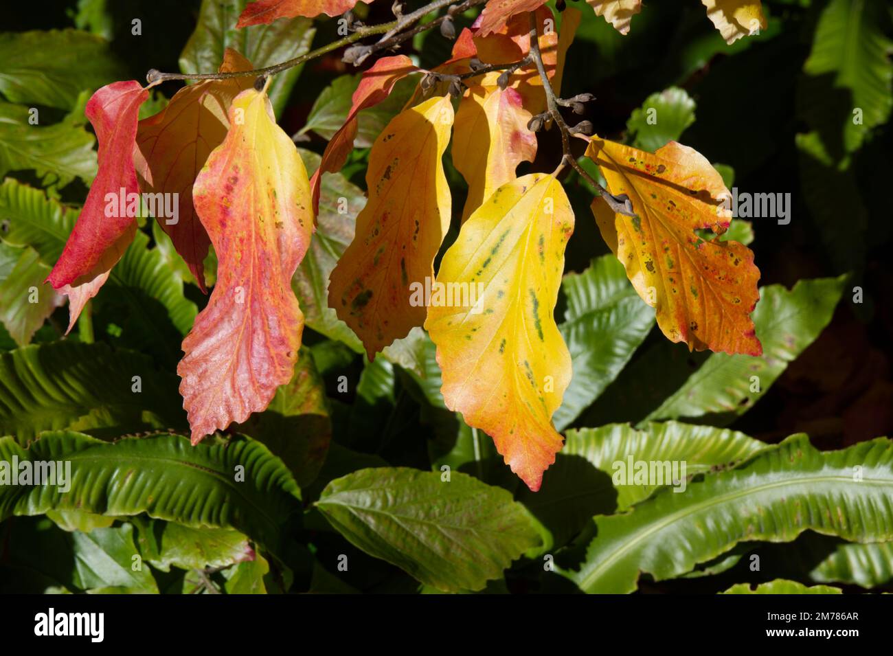 Autumn foliage of Parrotia persica / Persian Ironwood / parrot tree in ...