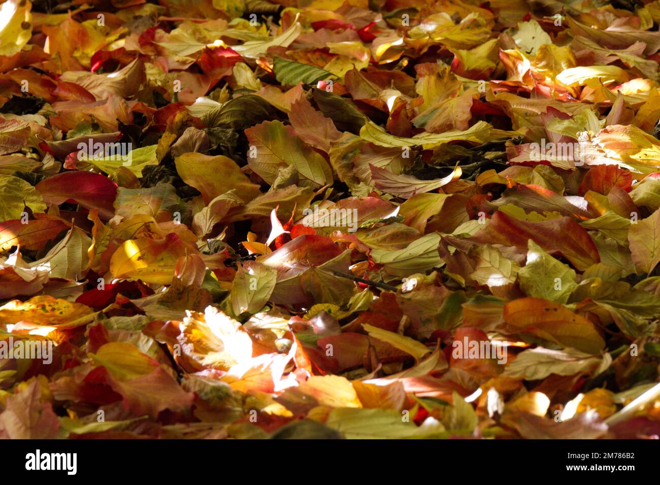 Autumn foliage of Parrotia persica / Persian Ironwood / parrot tree in ...