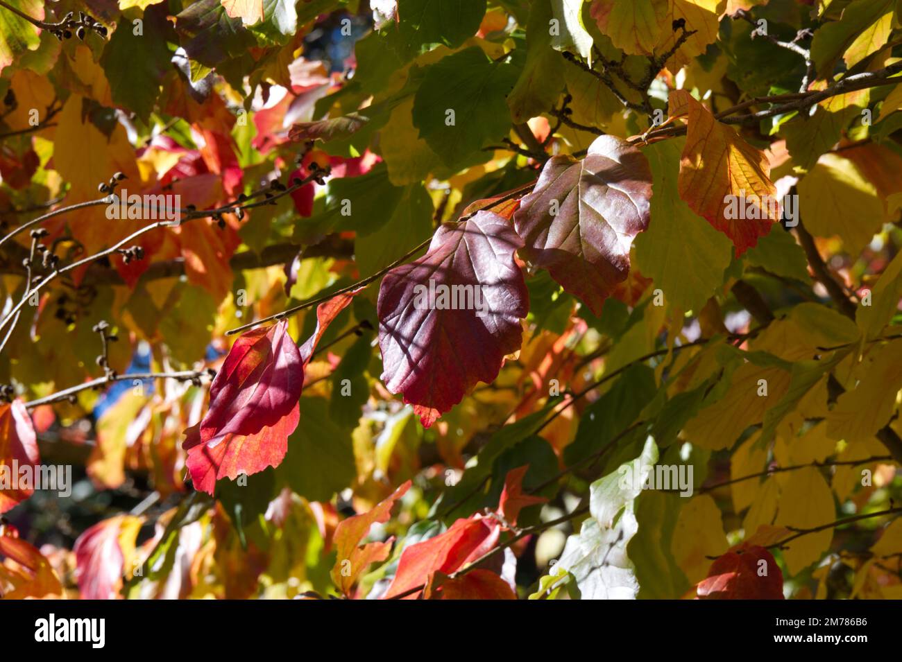 Parrotia persica persian ironwood uk hi-res stock photography and ...