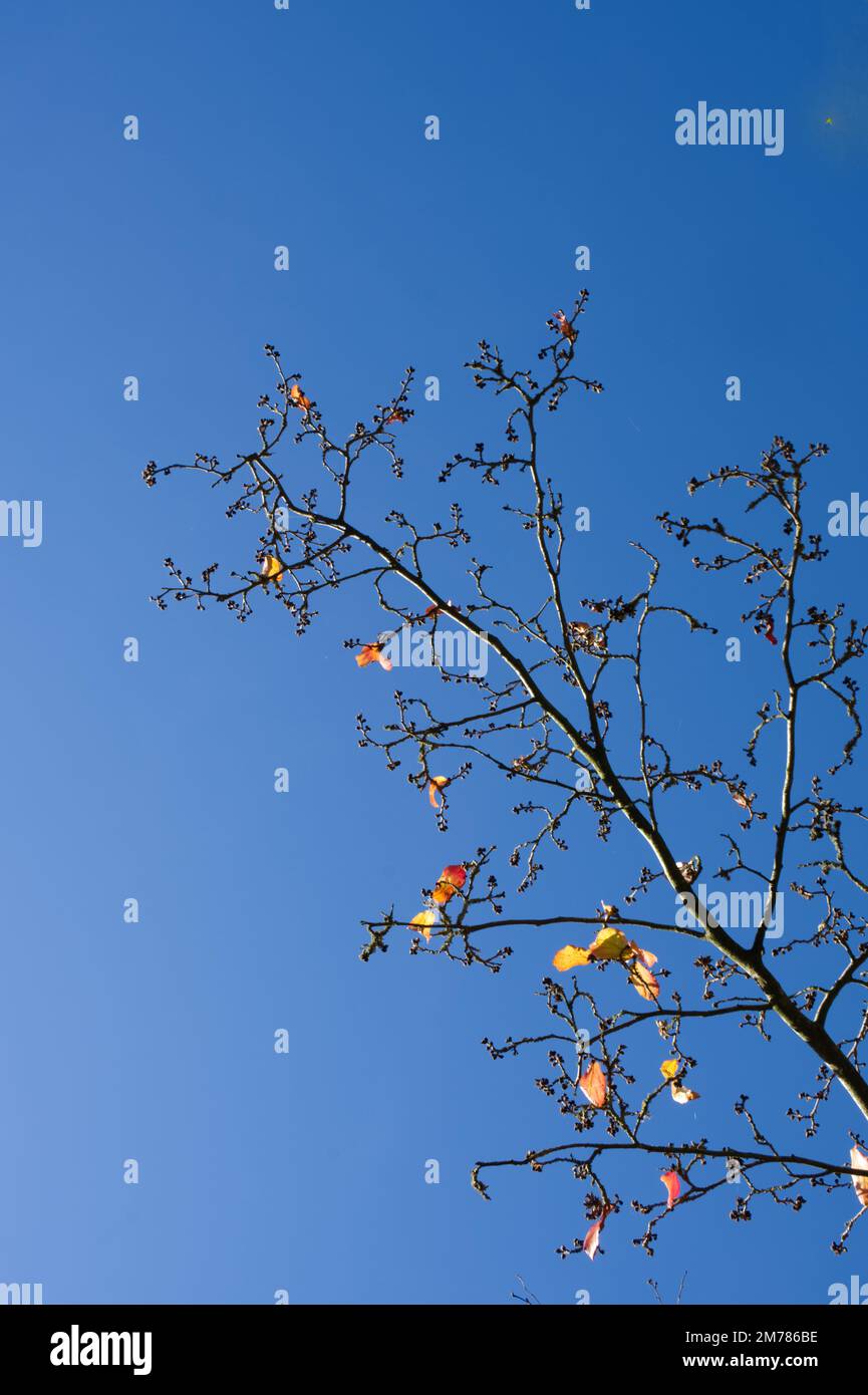 Parottia persica hi-res stock photography and images - Alamy