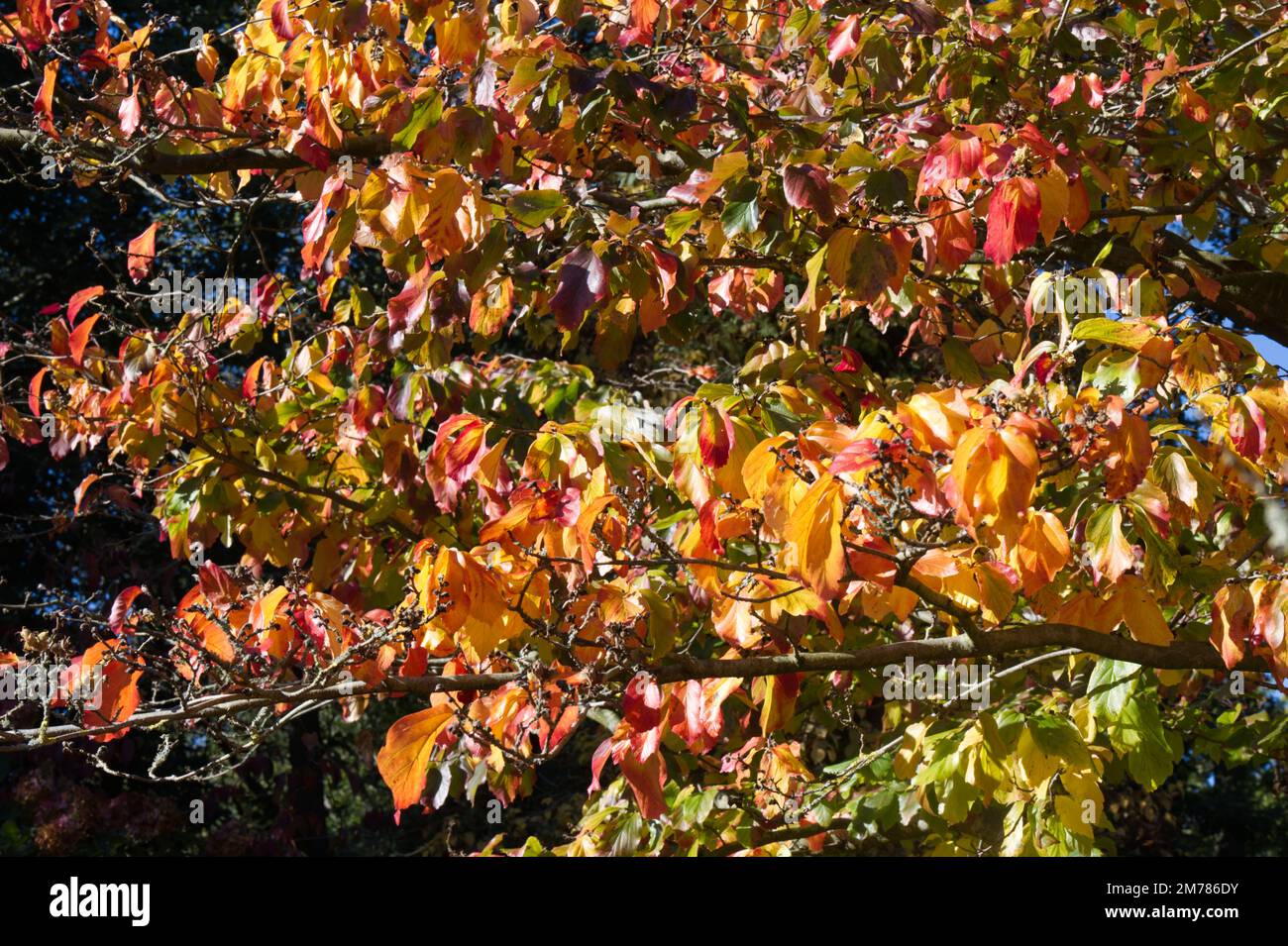 Persian ironwood tree hi-res stock photography and images - Alamy