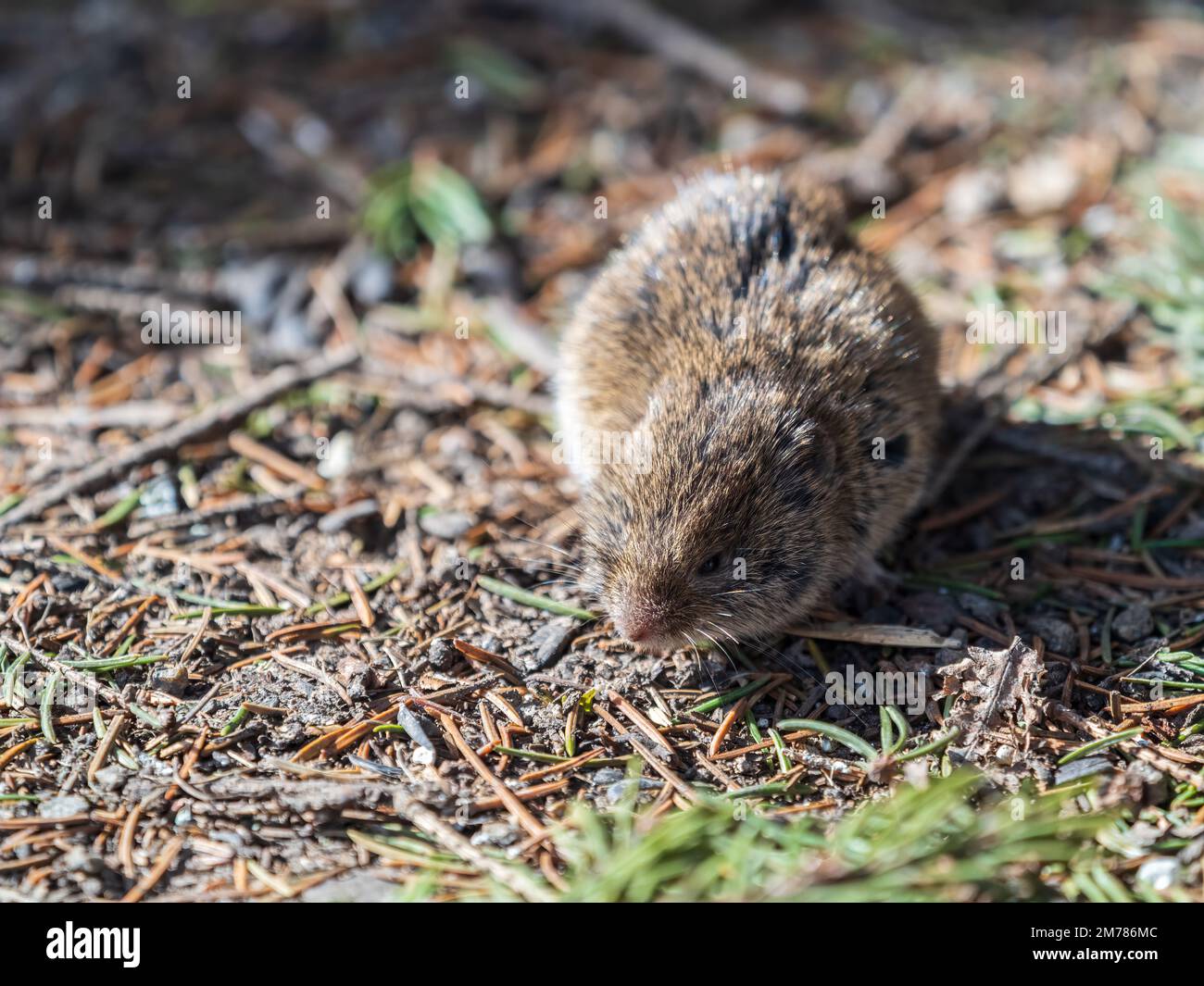A closeup of a Common vole on the ground with a blurry background ...