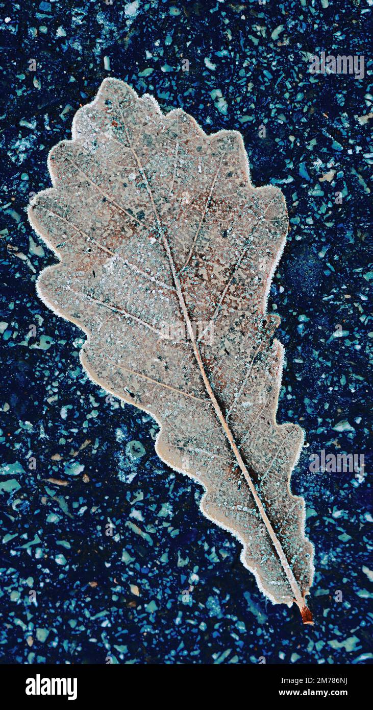 Frozen leaf of wood in frost lies on asphalt. Minimalism. Background ...