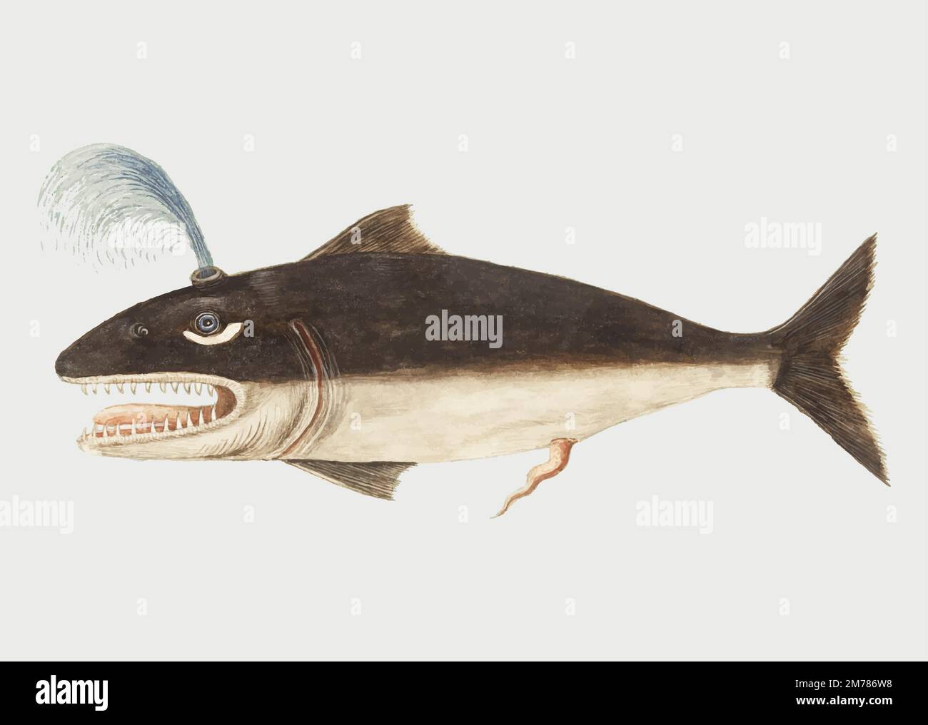Vintage whale fish illustration vector Stock Vector Image & Art - Alamy