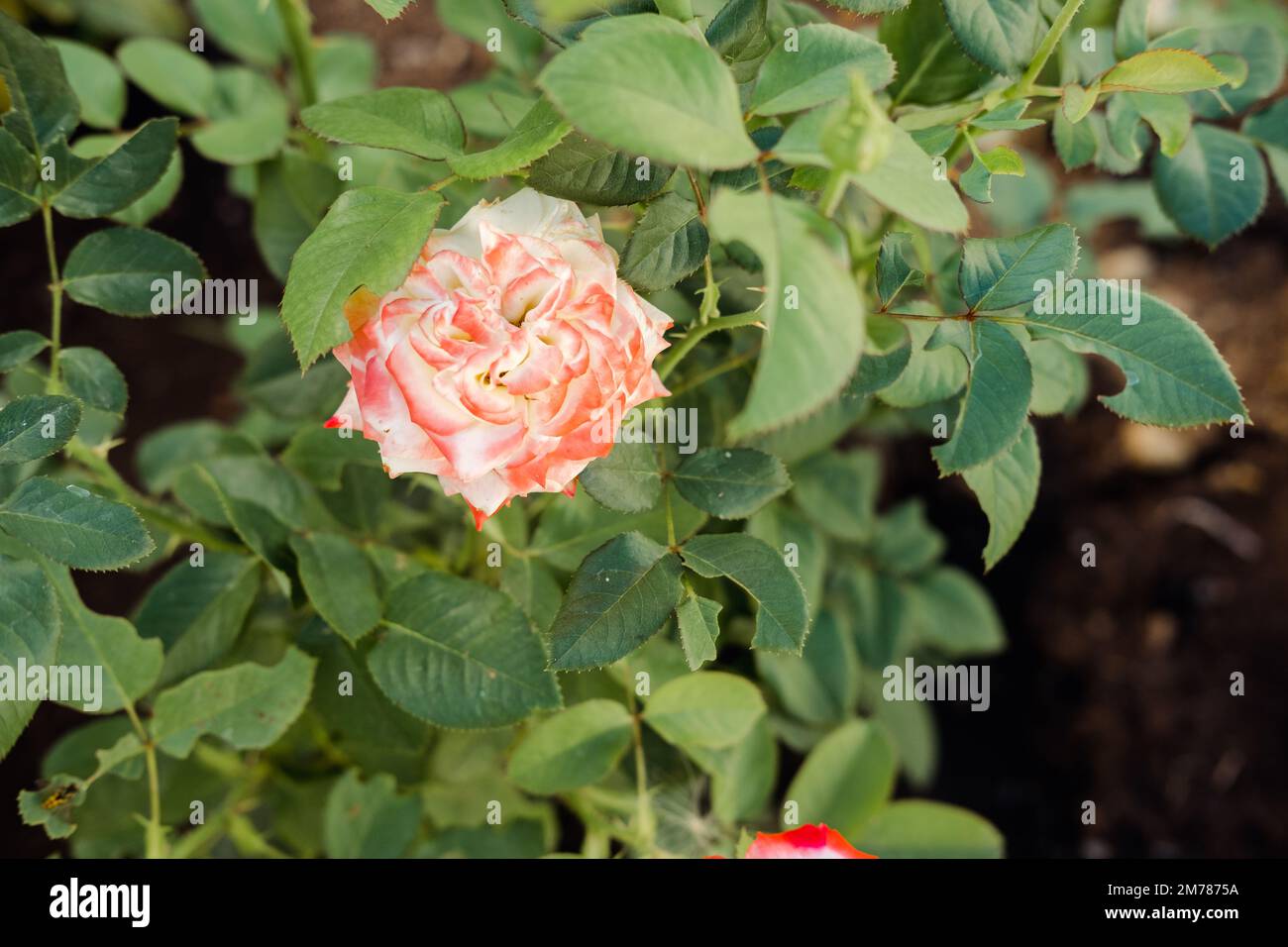 decorative rose in the garden, close-up, top view Stock Photo - Alamy
