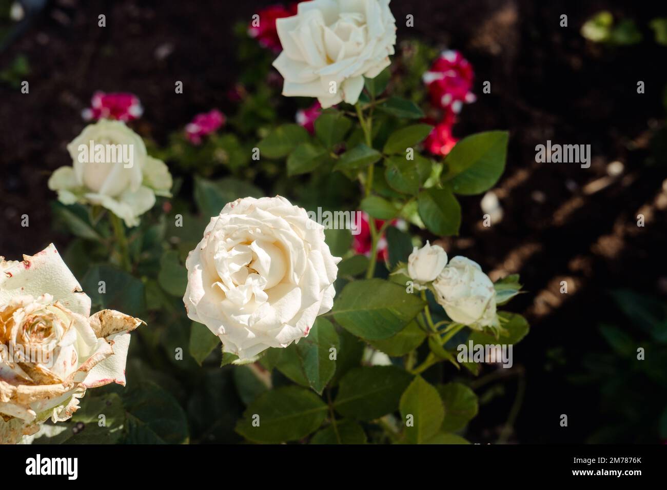 garden white rose top view, close up Stock Photo - Alamy