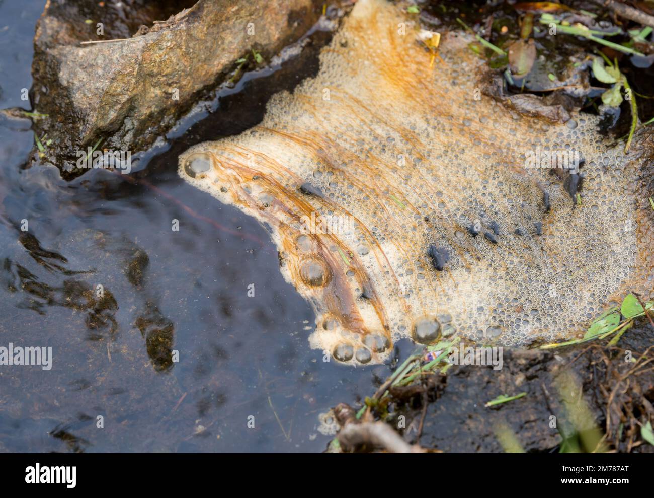 Dark, slimy pollution in a stagnant stream. The pollution is brown ...