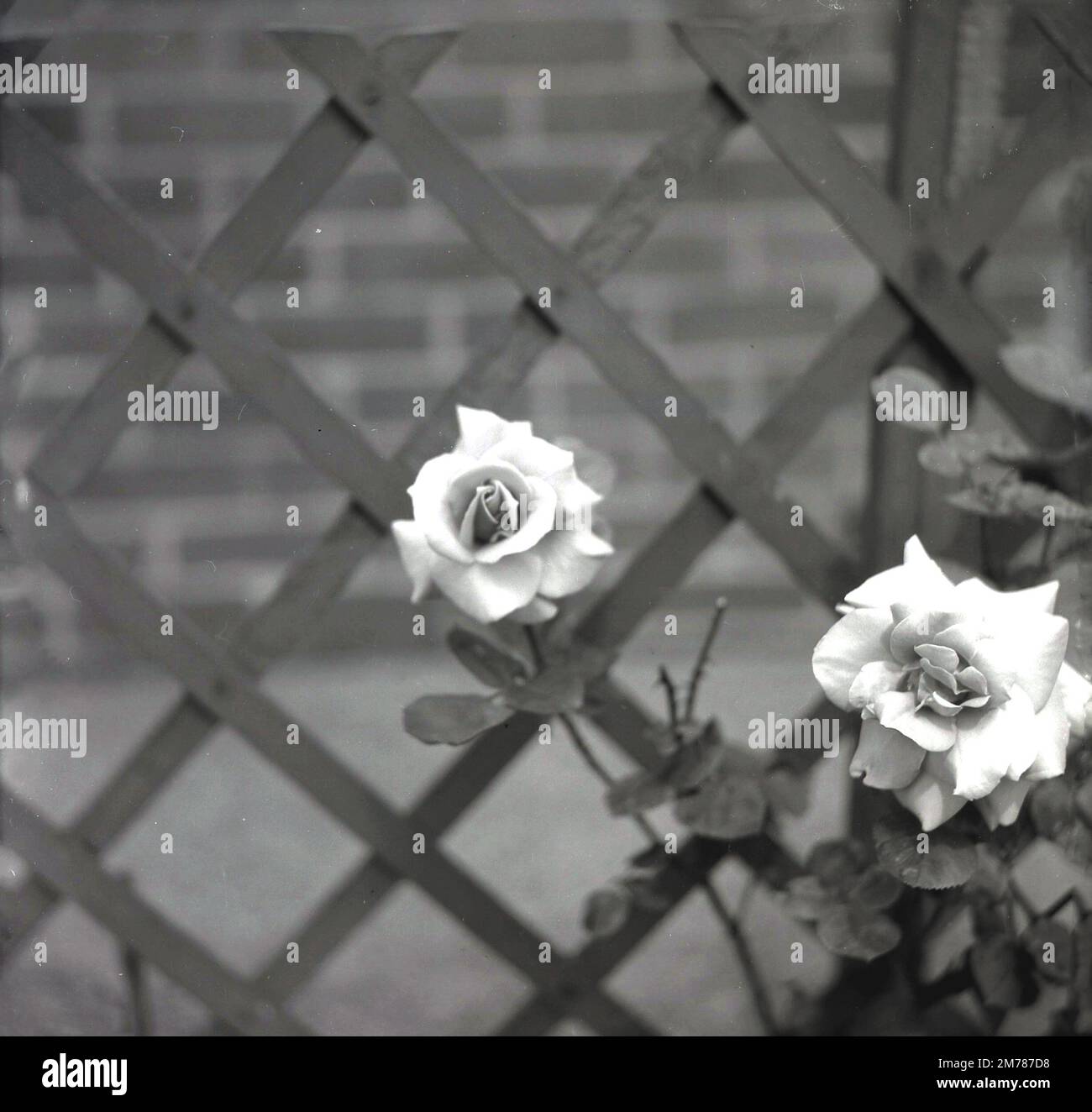 1950s, historical, roses Stock Photo - Alamy