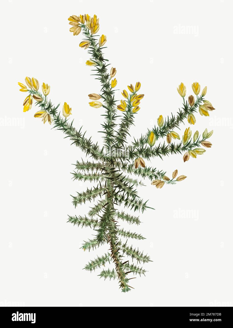 Vintage blooming gorse flower vector Stock Vector Image & Art - Alamy