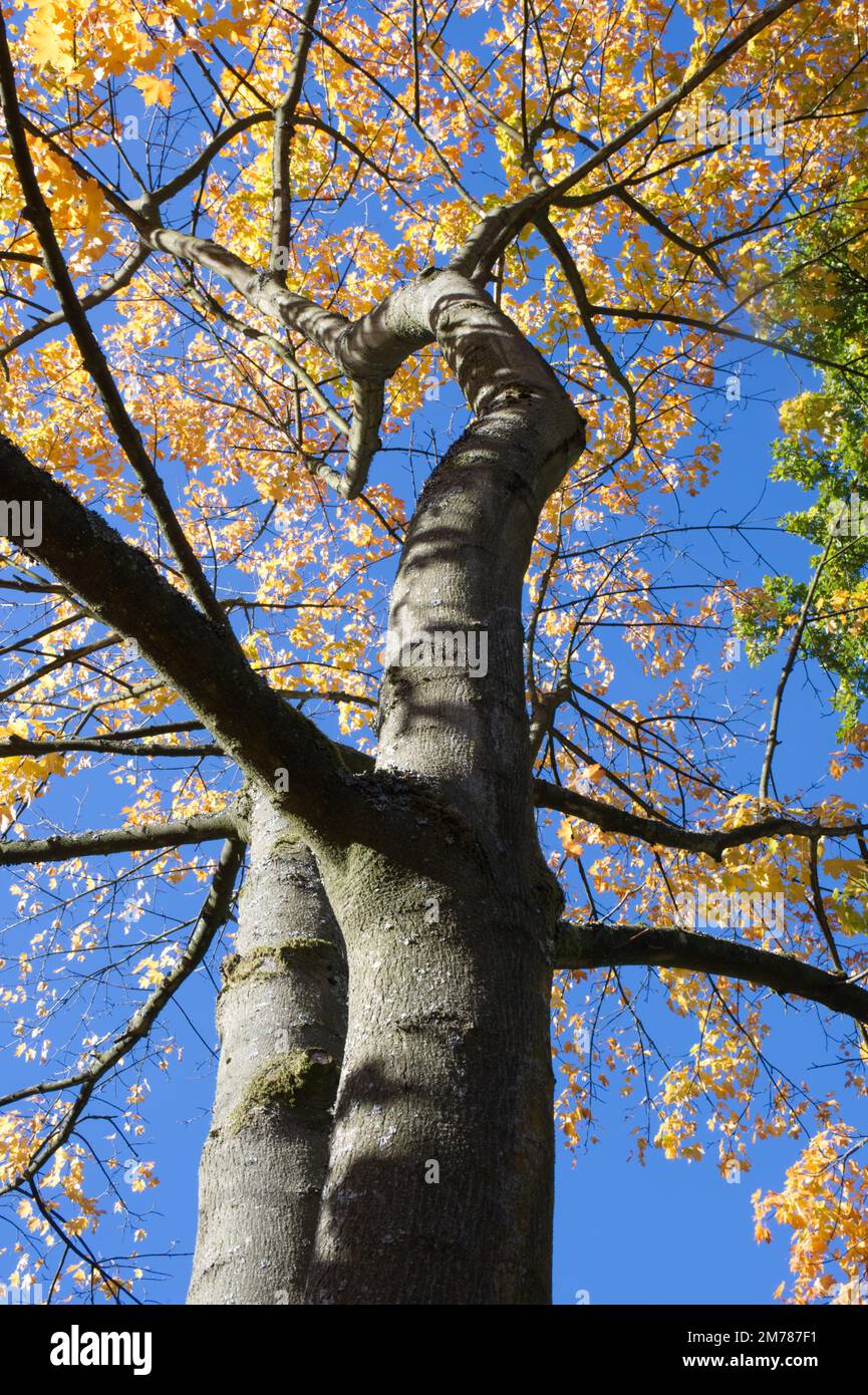 Silver Maple Tree Fall