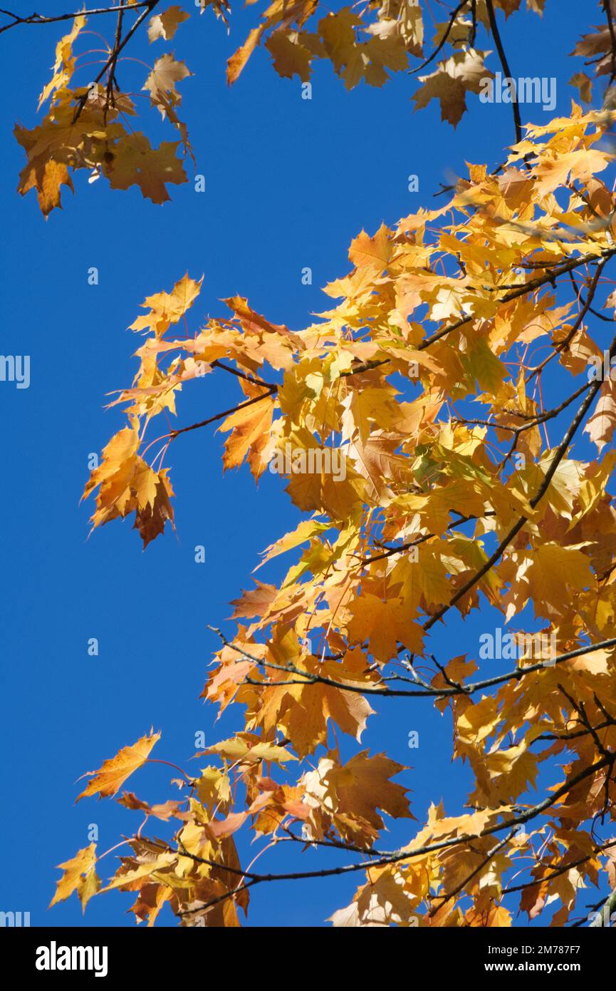 golden yellow autumn foliage of Acer saccharinum / silver maple in uk ...
