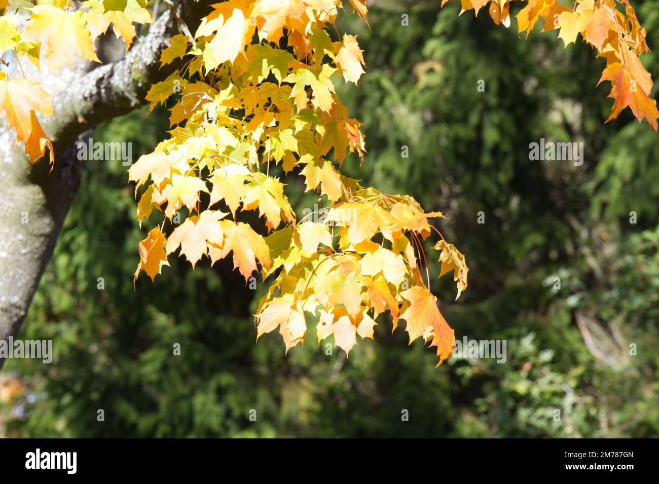 Silver maple trees hi-res stock photography and images - Alamy