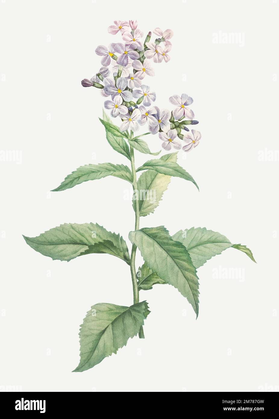 Vintage white gillyflower plant vector Stock Vector Image & Art - Alamy