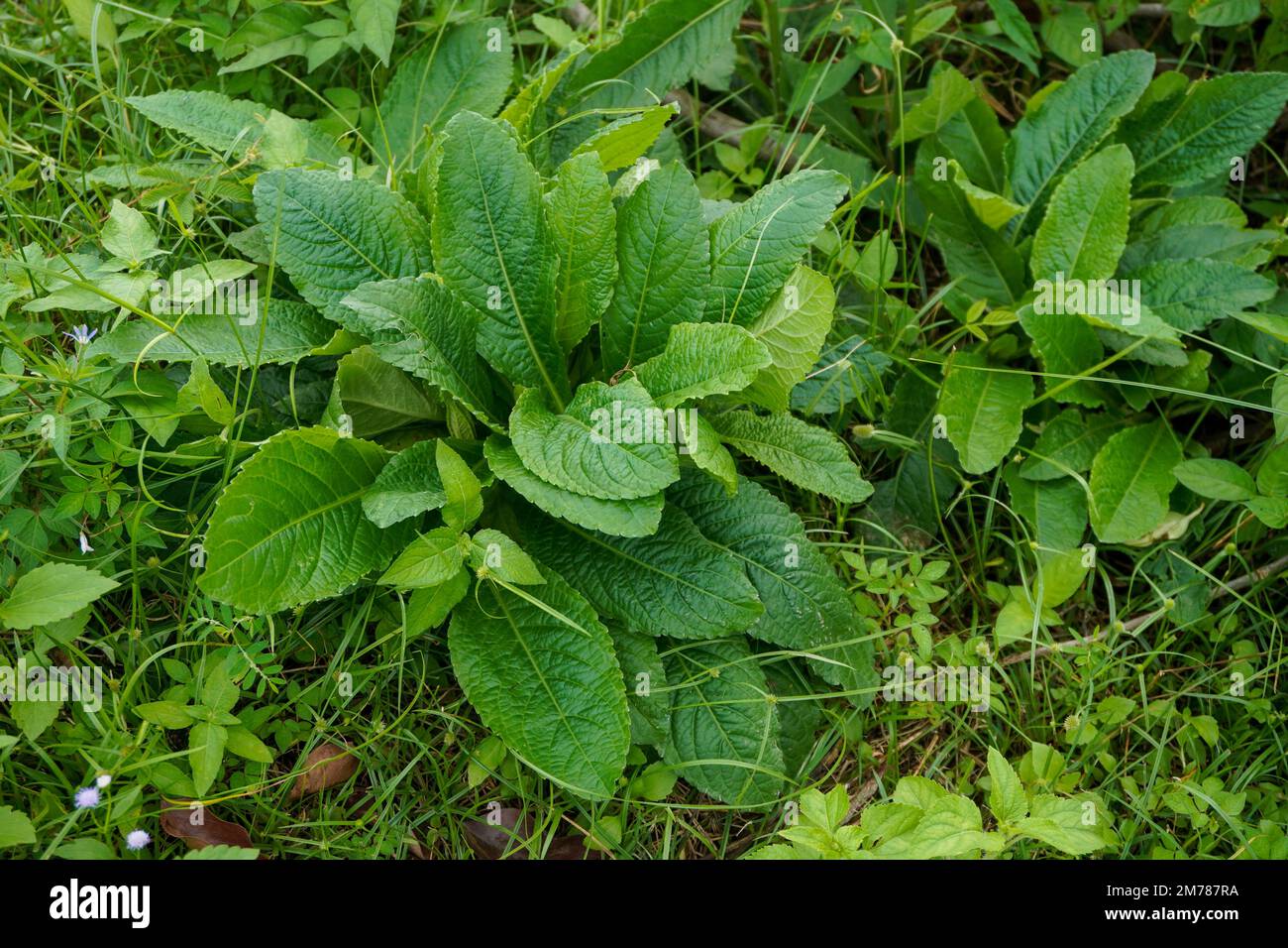 Lush green bushes frame hi-res stock photography and images - Alamy