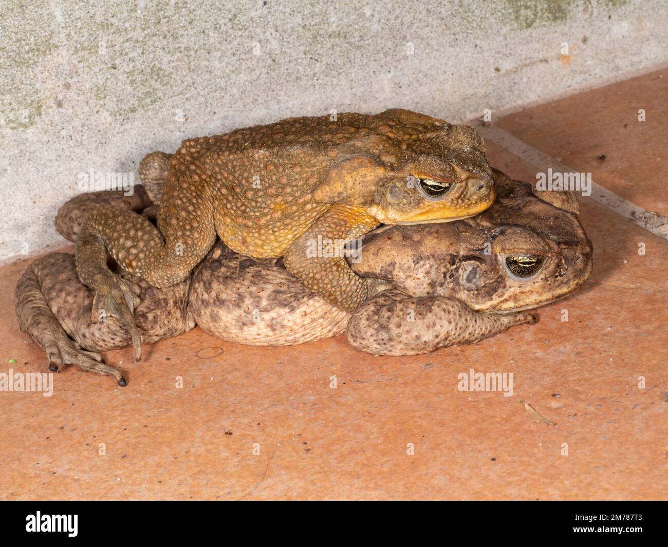 Pair of cane toads in amplexus (Rhinella marina) Orellana province ...