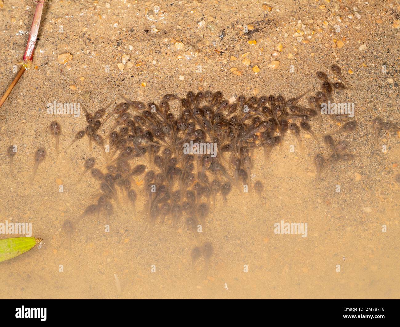 Shoal of small tadpoles in a rainforest puddle, Orellana province ...