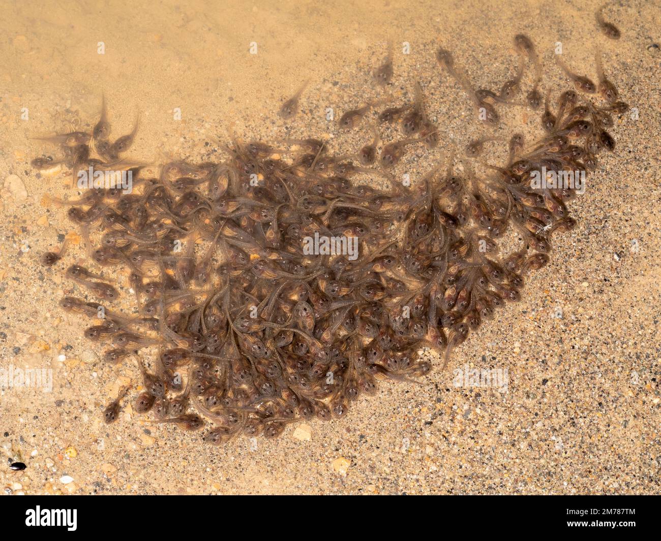 Shoal of small tadpoles in a rainforest puddle, Orellana province ...