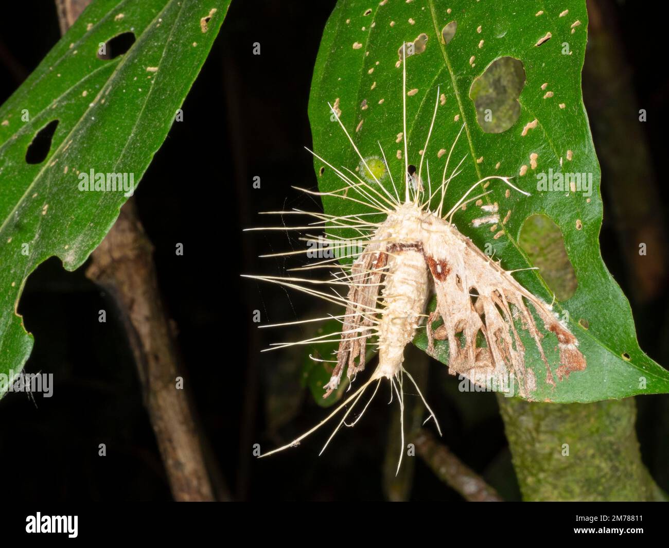 Cordyceps fungus infecting a moth in the rainforest understory ...