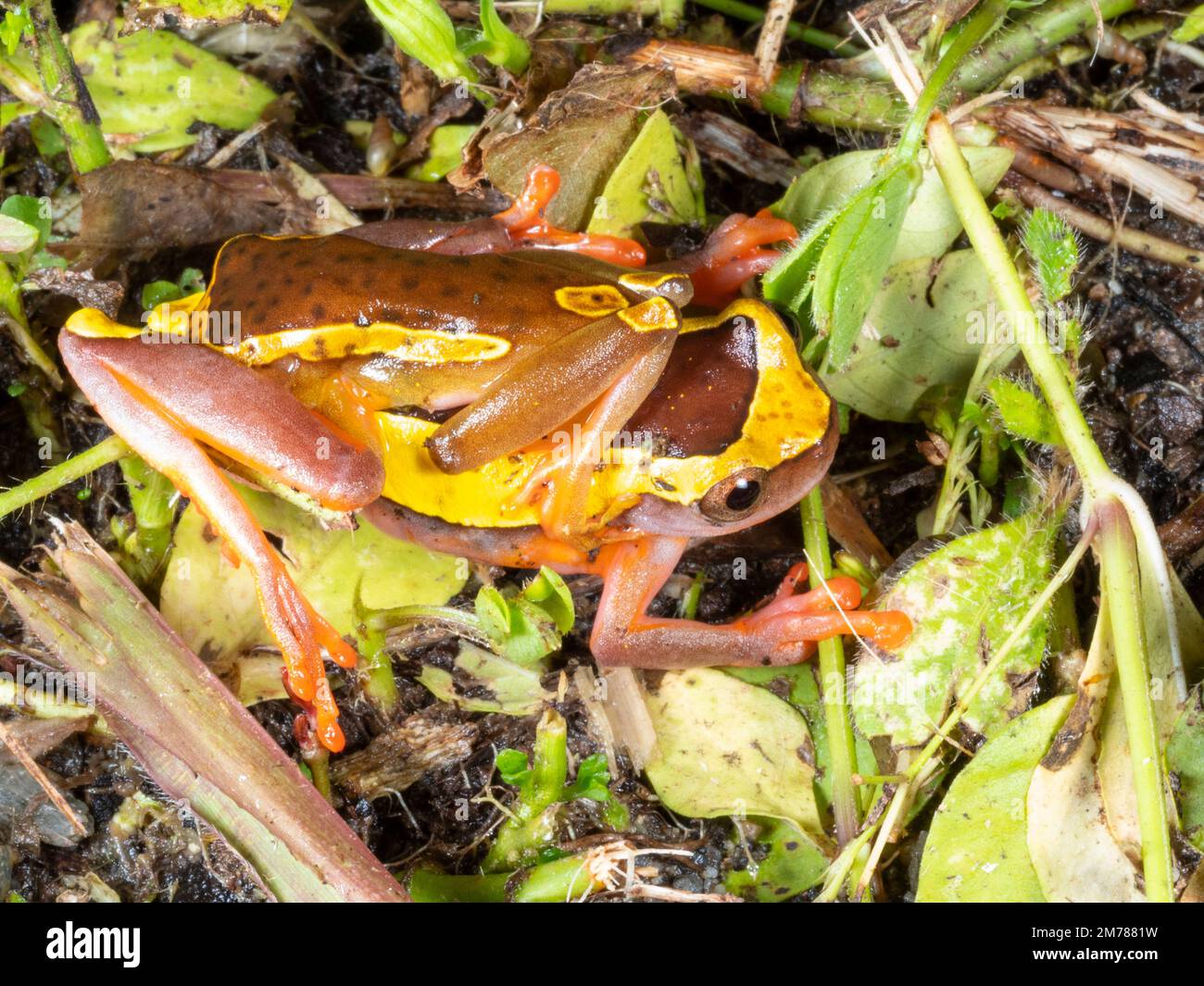Upper Amazon Treefrog (Dendropsophus bifurcus), pair in amplexus with ...