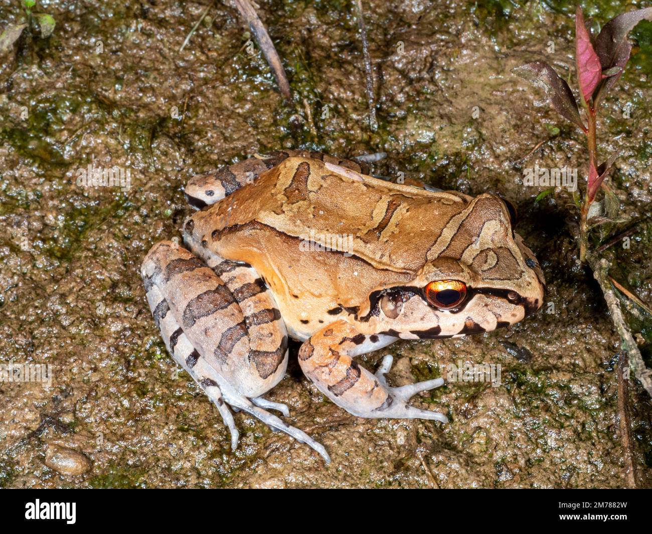 Juvenile smoky jungle frog (Leptodactylus pentadactylus). On the ...
