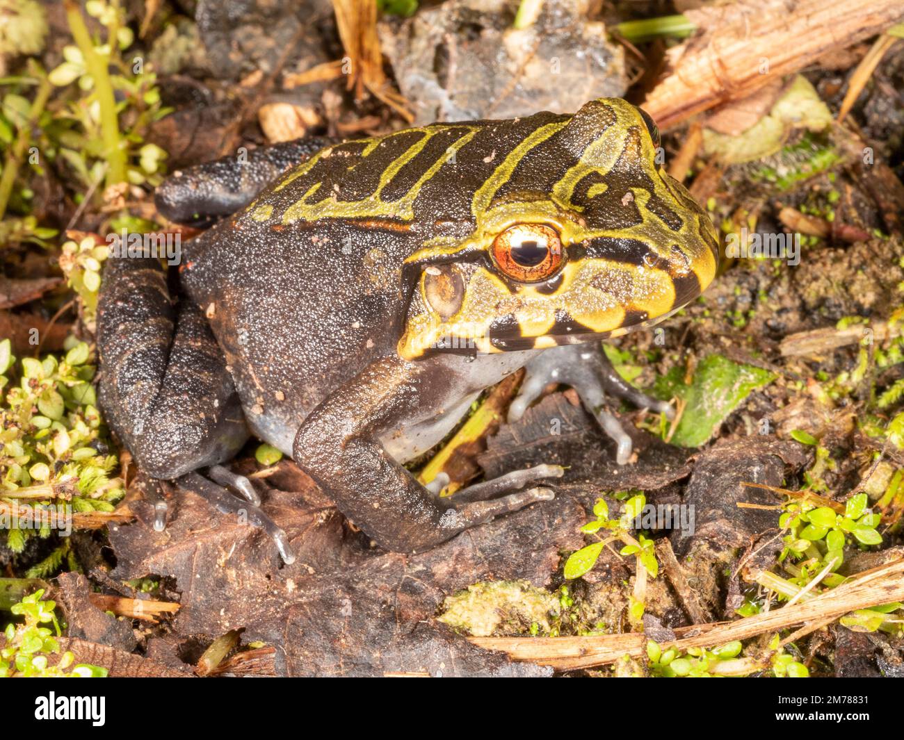 Juvenile Knudsen's Bullfrog (Leptodactylus knudseni). On the rainforest ...