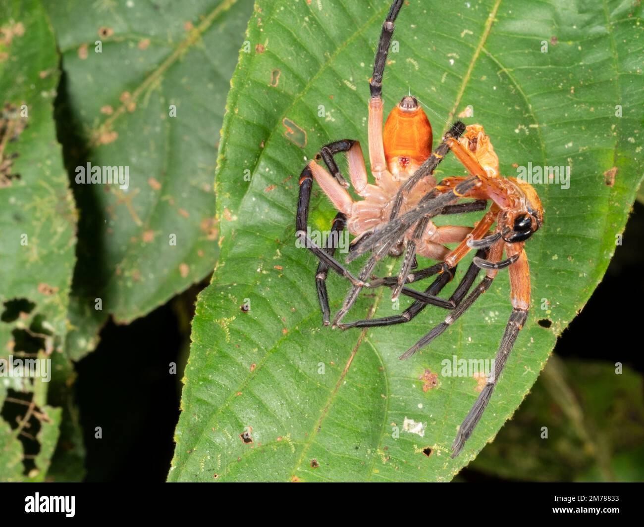 Huntsman Spider (Sadala sp. Sparassidae) changing its skin, in the ...