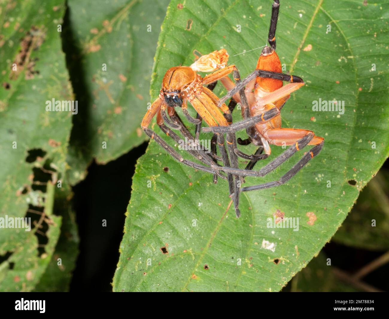 Huntsman Spider (Sadala sp. Sparassidae) changing its skin, in the ...