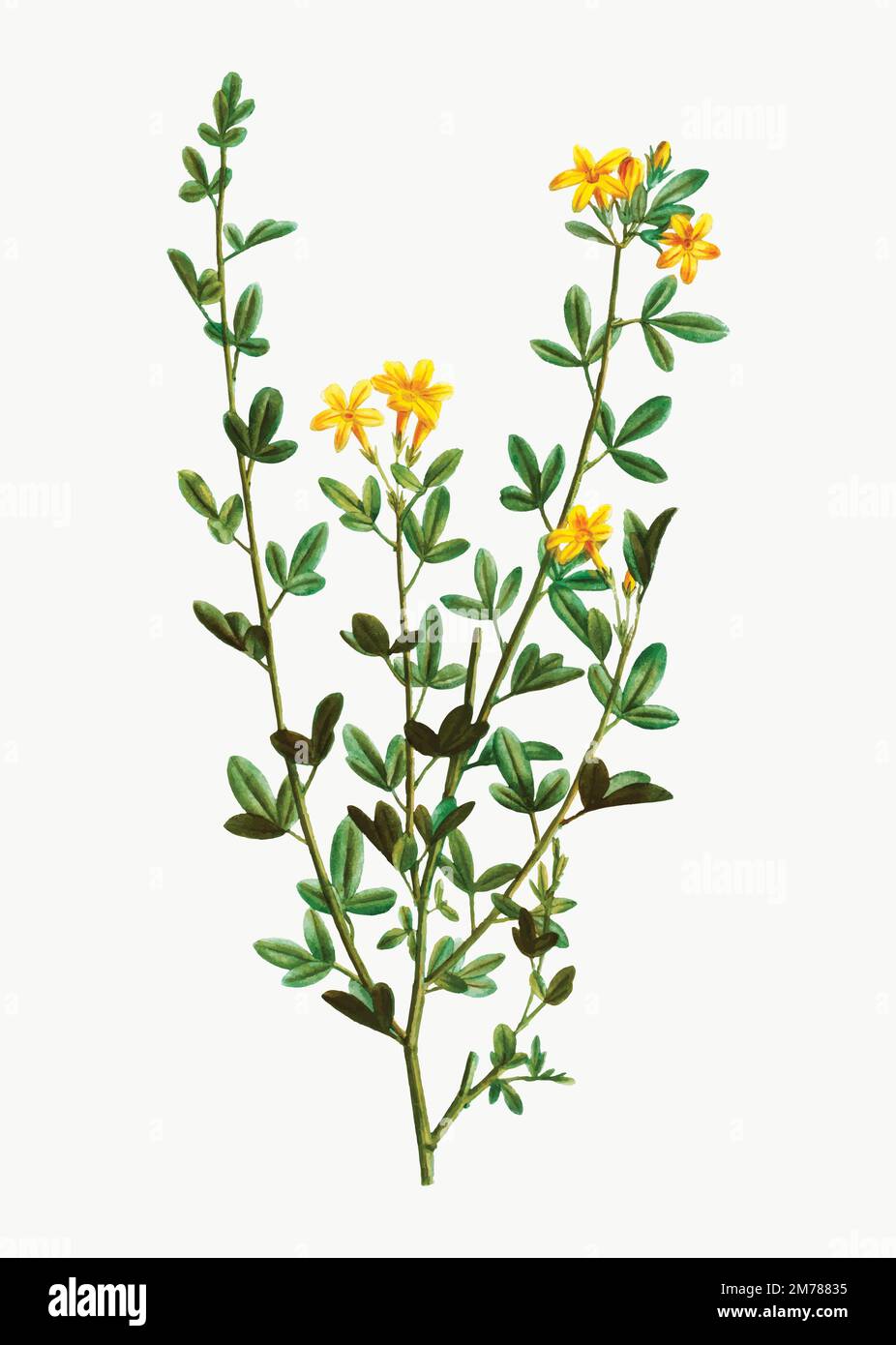 Vintage blooming yellow jasmine vector Stock Vector Image & Art - Alamy