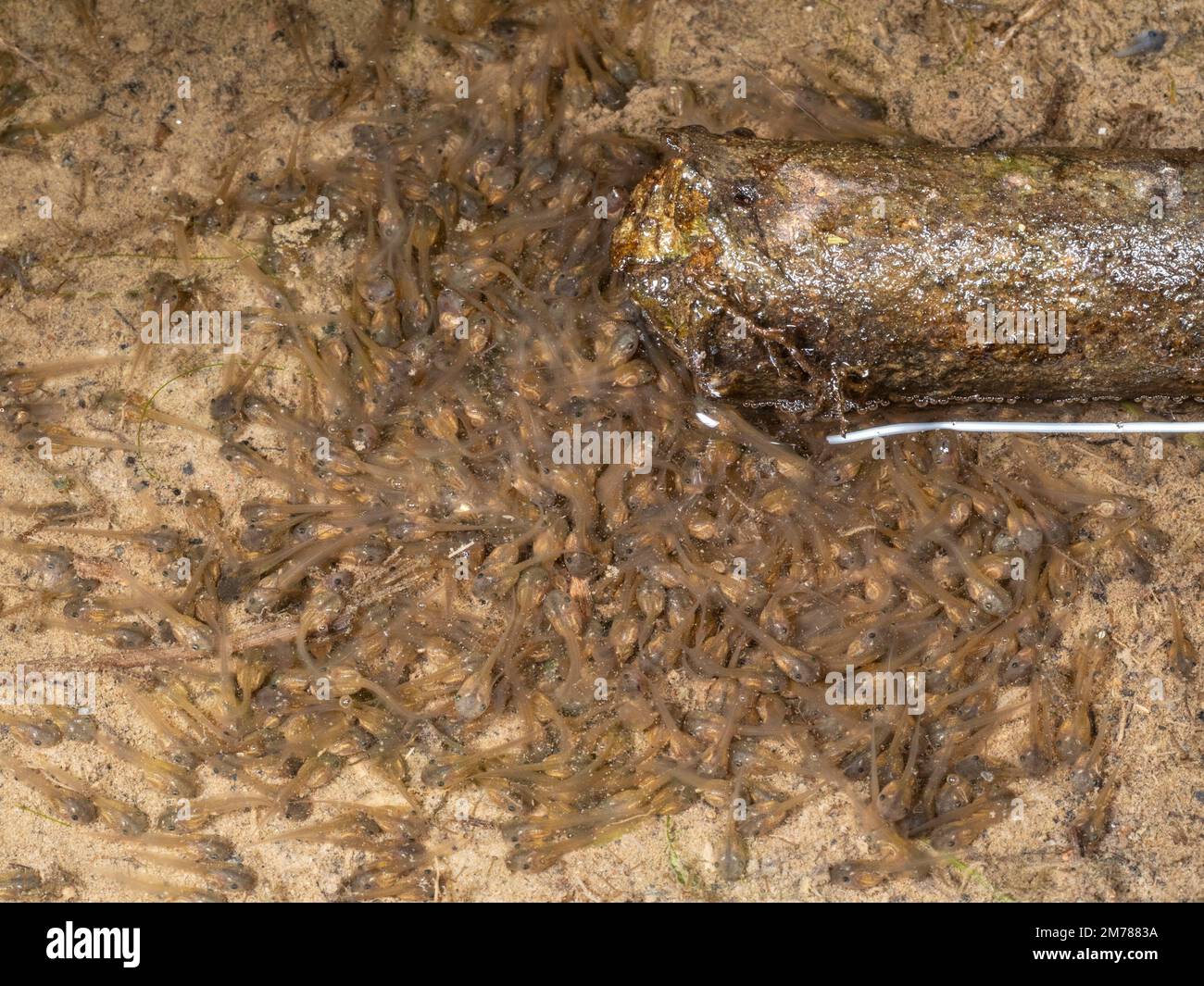 Pool with tadpoles hi-res stock photography and images - Alamy
