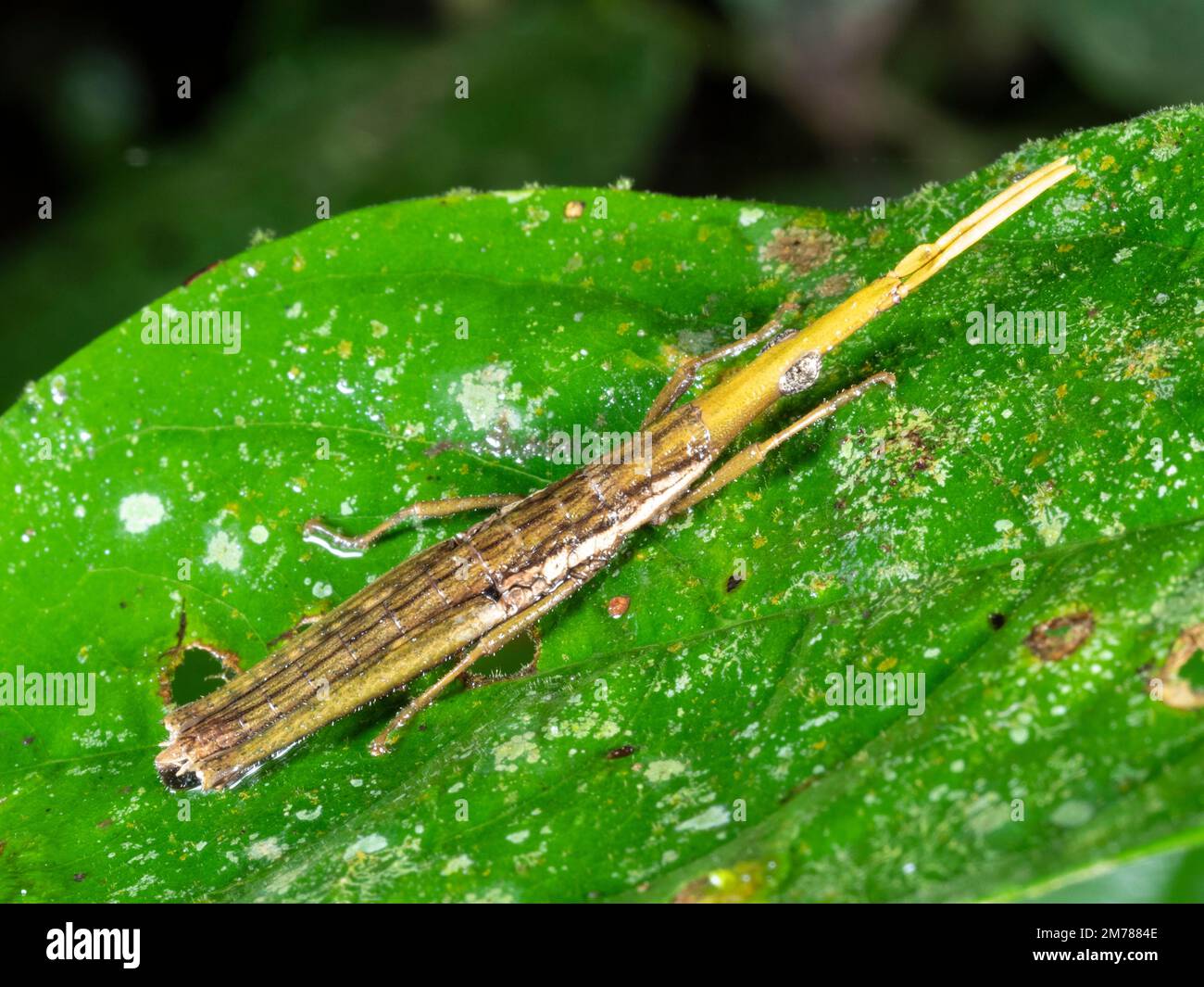 Cryptic grasshopper (Omura congrua, Acrididae), Orellana province, the ...