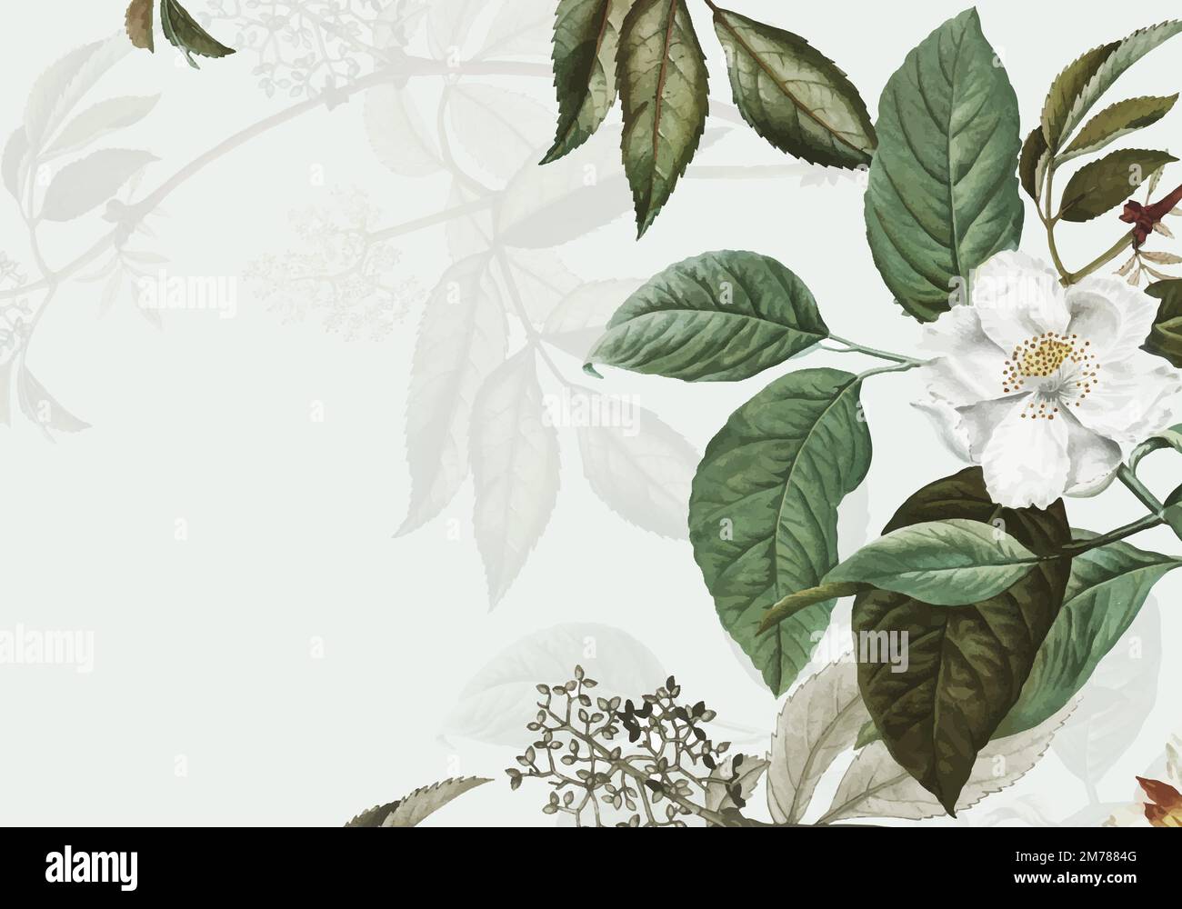 Vintage botanical frame design vector Stock Vector Image & Art - Alamy